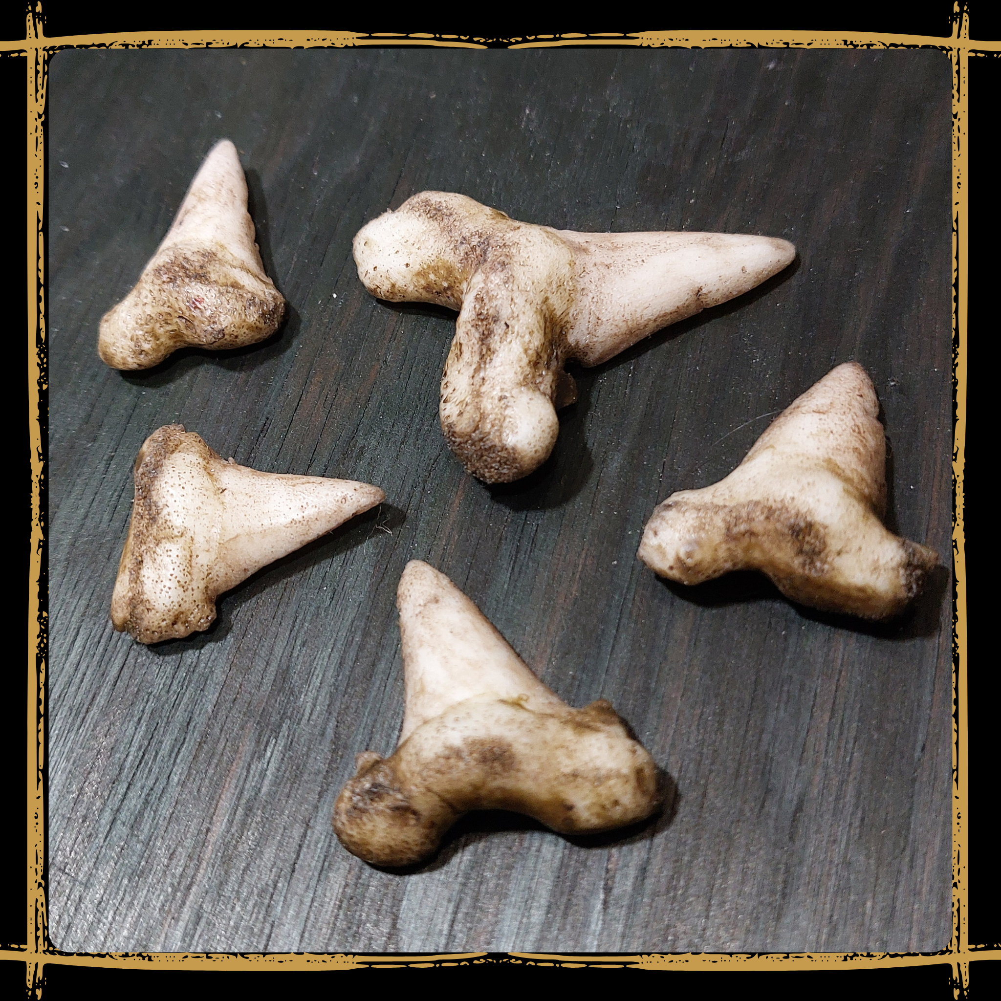 Shark Teeth Foam Prop for LARP, Cosplay & Film | Bone Forge